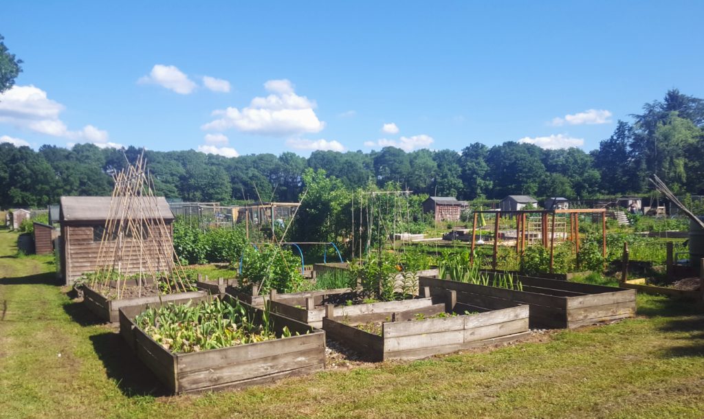 Allotments - Elstead Village
